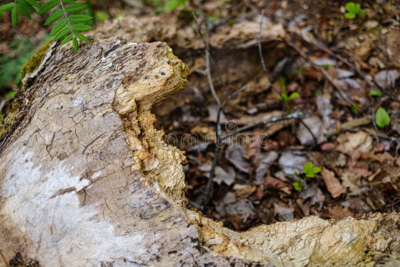 Dry Old Tree Trunk Stomp in Nature Stock Photo - Image of bark, wood ...