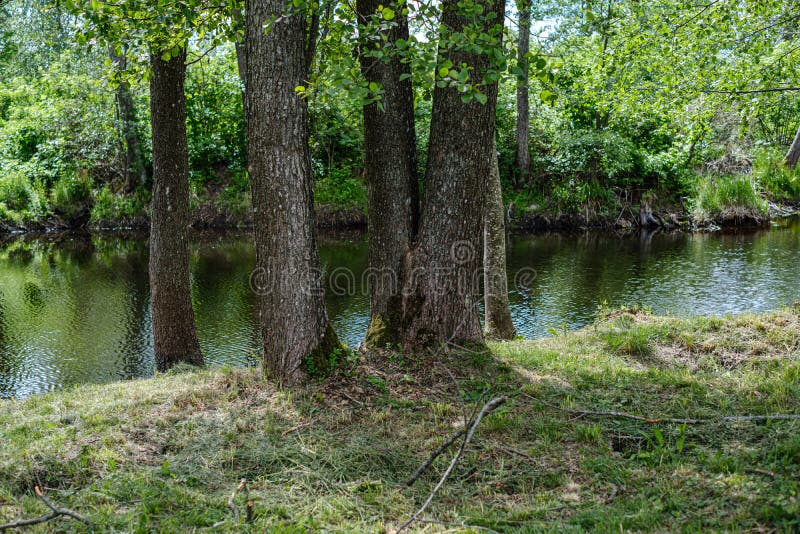 Dry Old Tree Trunk Stomp in Nature Stock Photo - Image of pine, nature ...