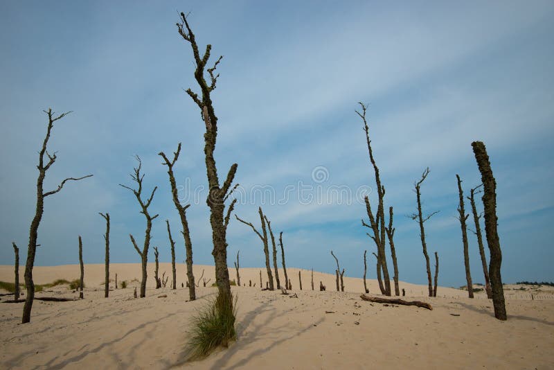Dry Old Trees at the Dunes in Slowinski National Park- Poland Stock ...