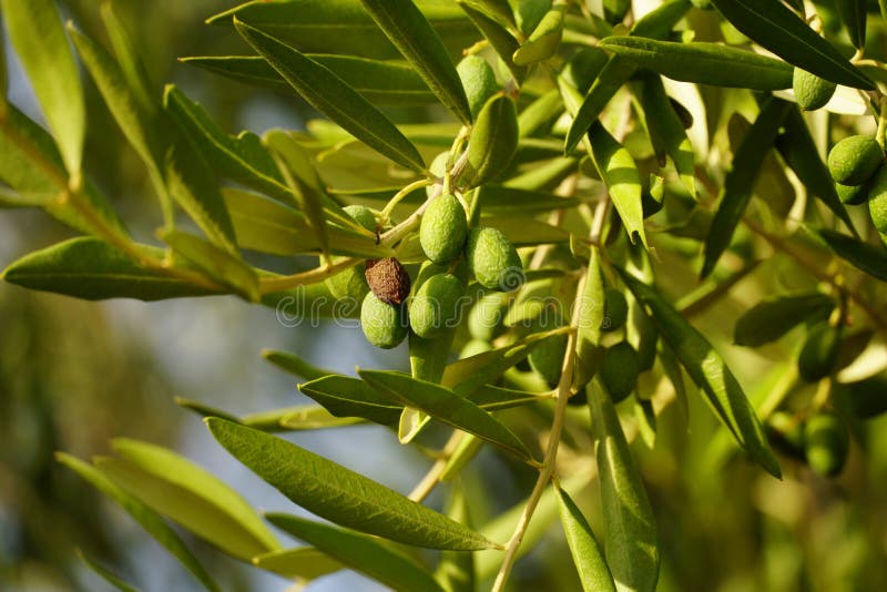 Dry Olive Fruits on the Tree Dried by Drought Stock Image - Image of ...