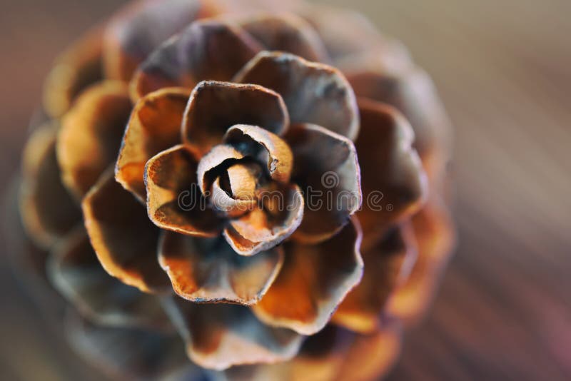 Dry Opened Cone from Conifer. Macro Image. Geometric Pattern in the ...