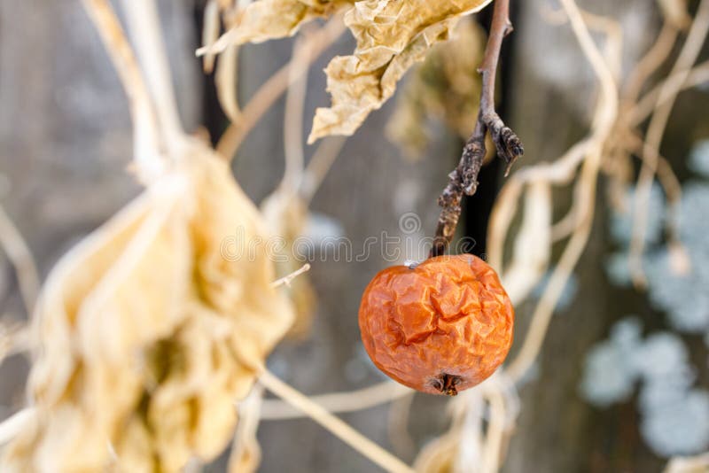 Dry Orange Apple on a Tree Branch in Autumn Stock Photo - Image of leaf ...