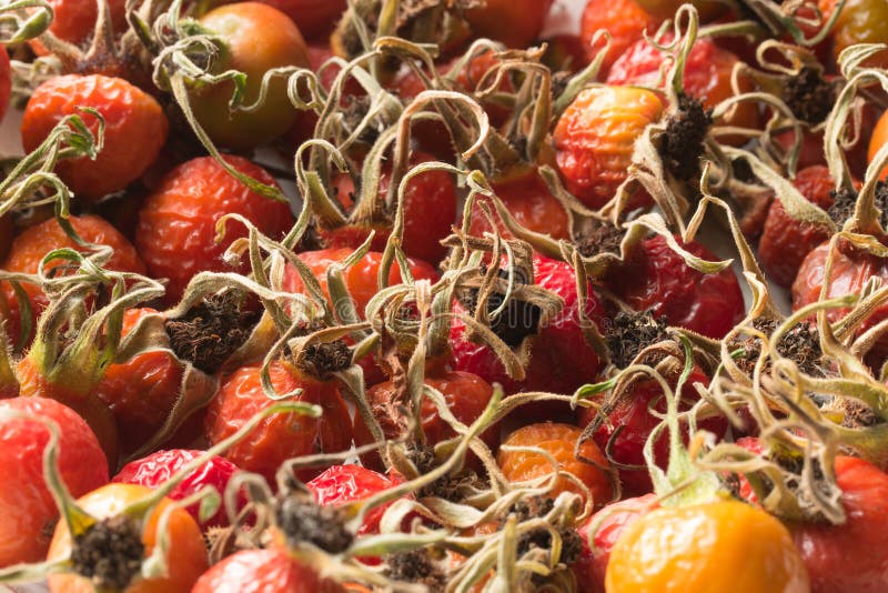 Orange Gum Berry Tree in India. Gumberry, Locally Known As Gunda or ...