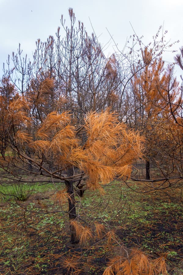 Dry Orange Pine Trees in Autumn Coniferous Forest Stock Photo - Image ...