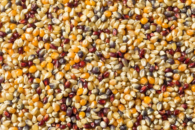 Dry Organic Assorted Rainbow Popcorn Stock Image - Image of grain ...