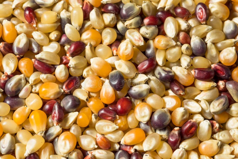 Dry Organic Assorted Rainbow Popcorn Stock Photo - Image of ingredient ...