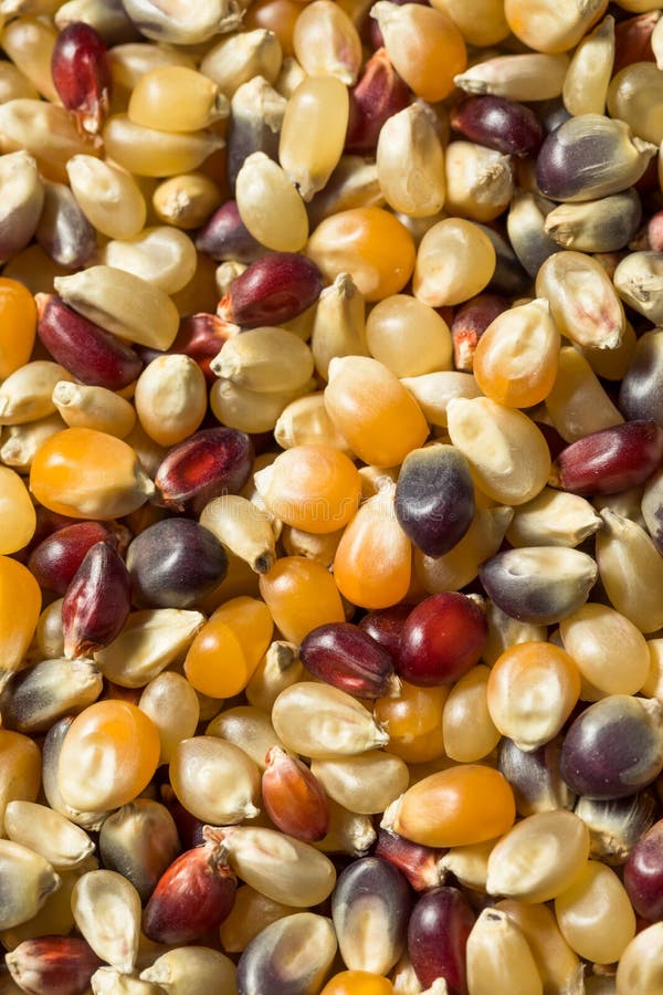 Dry Organic Assorted Rainbow Popcorn Stock Photo - Image of maize ...