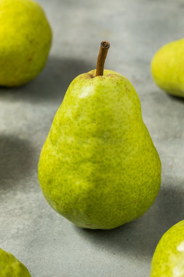Conchiglie Pasta stock image. Image of cuisine, staple - 60842829