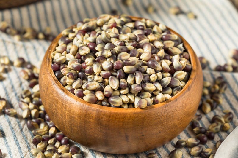 Dry Organic Purple Popcorn Kernels Stock Image - Image of vegetable ...