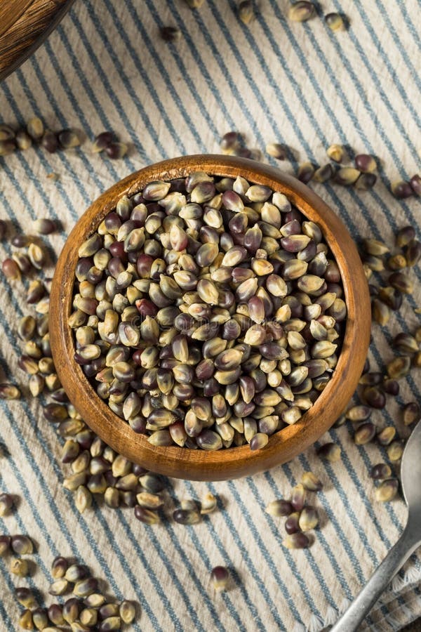 Dry Organic Purple Popcorn Kernels Stock Photo - Image of grain, corn ...