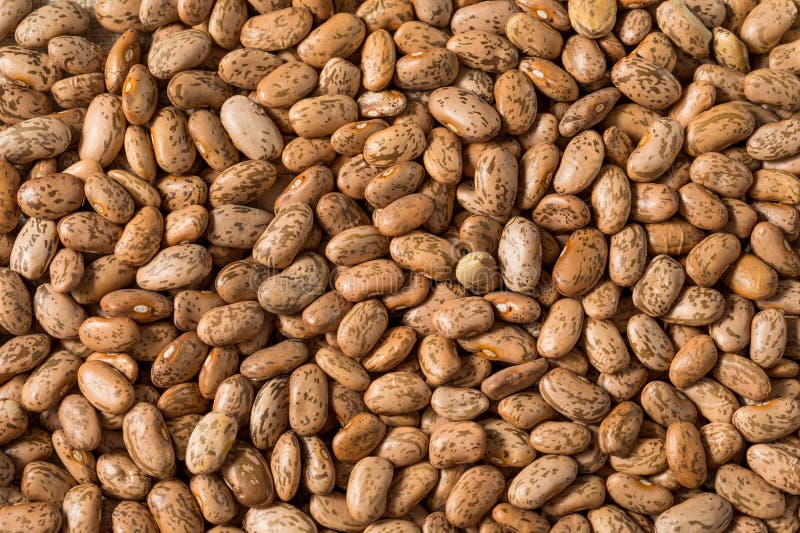 Dry Organic Raw Pinto Beans Stock Photo - Image of ingredient ...