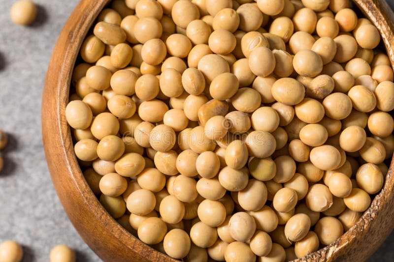 Dry Organic Raw Soy Beans stock image. Image of soybean - 364209087