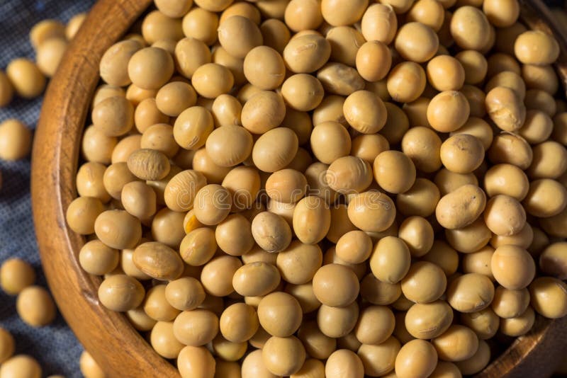 Dry Organic Soy Beans stock photo. Image of legume, bean - 238885270