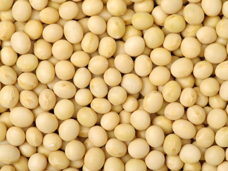 Dry Organic Soybeans stock photo. Image of close, cereal - 101320868