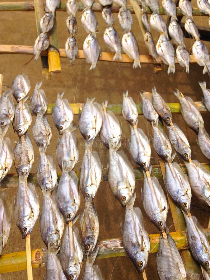 Dry Out Fish Stab in Bamboo Stick Stock Image - Image of wall, daylight ...