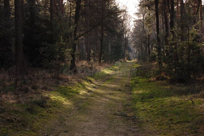 Outdoor Forest Path with Trees on Both Sides Stock Image - Image of ...
