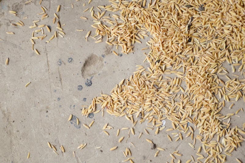 Dry paddy stock image. Image of close, paddy, texture - 75886353