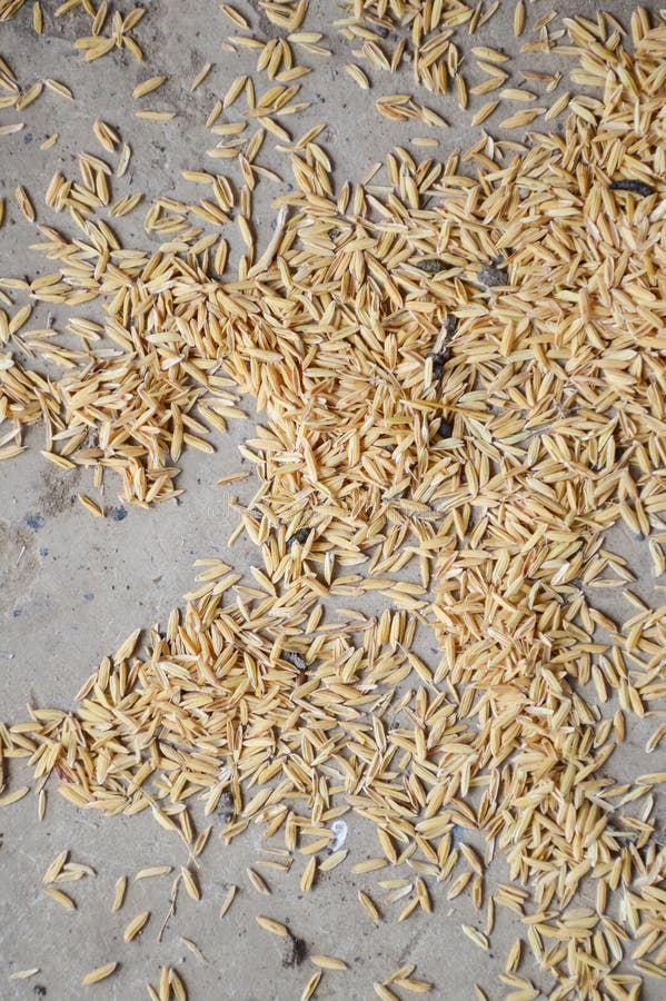 Dry paddy stock photo. Image of natural, rice, rugged - 75890306