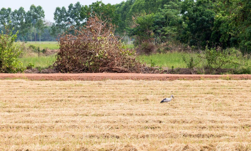Dry paddy field stock image. Image of dried, environment - 178762109