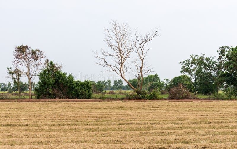 Dry Paddy Field after the Havest Time. Stock Photo - Image of ...