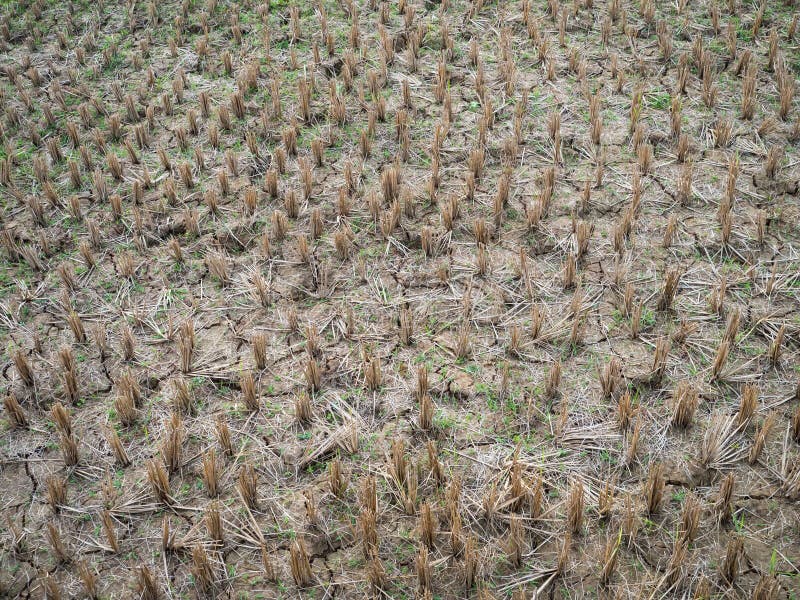 Dry paddy fields stock image. Image of farmland, food - 89414471
