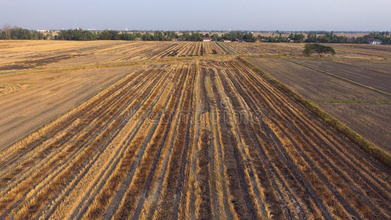 Dry paddy fields stock image. Image of prairie, paddy - 68637215