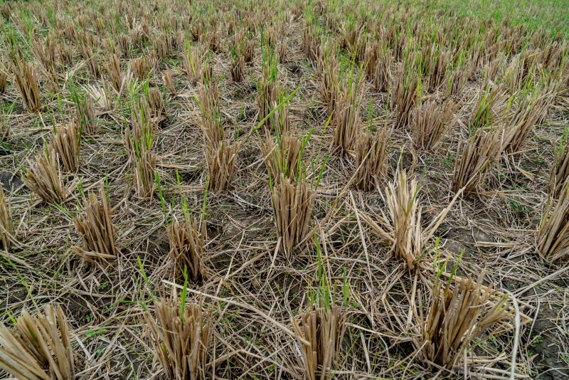 Dry Paddy filed stock image. Image of paddy, natural - 106962363