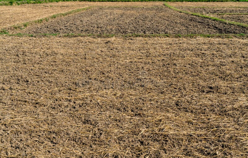 Dry Paddy filed stock image. Image of food, farm, agriculture - 117686283