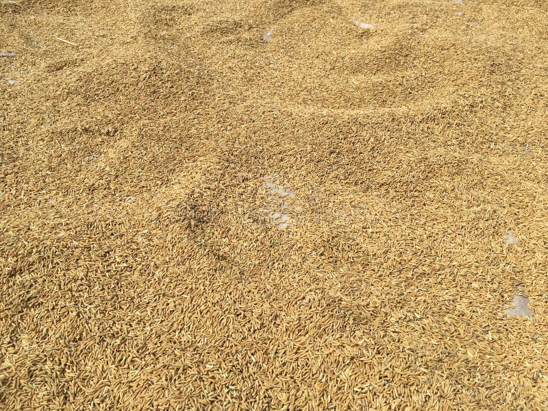Dry paddy rice seed stock photo. Image of nature, farmland - 98669936