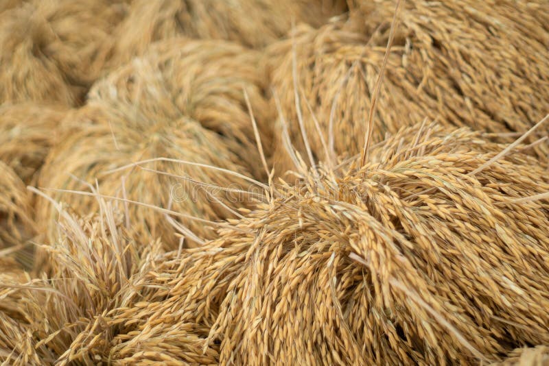 Dry Paddy Rice Seed Over Ground Against Sunlight Stock Photo - Image of ...