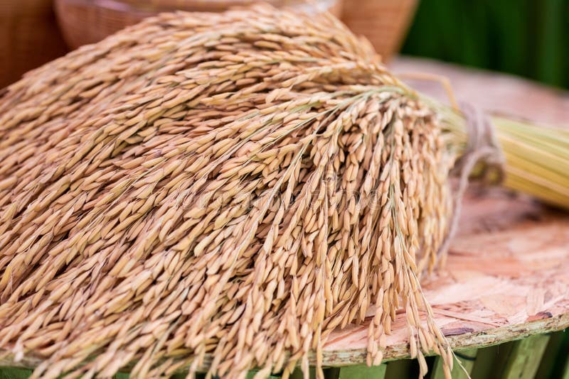 Dry paddy rice stock photo. Image of fall, field, brown - 28639920