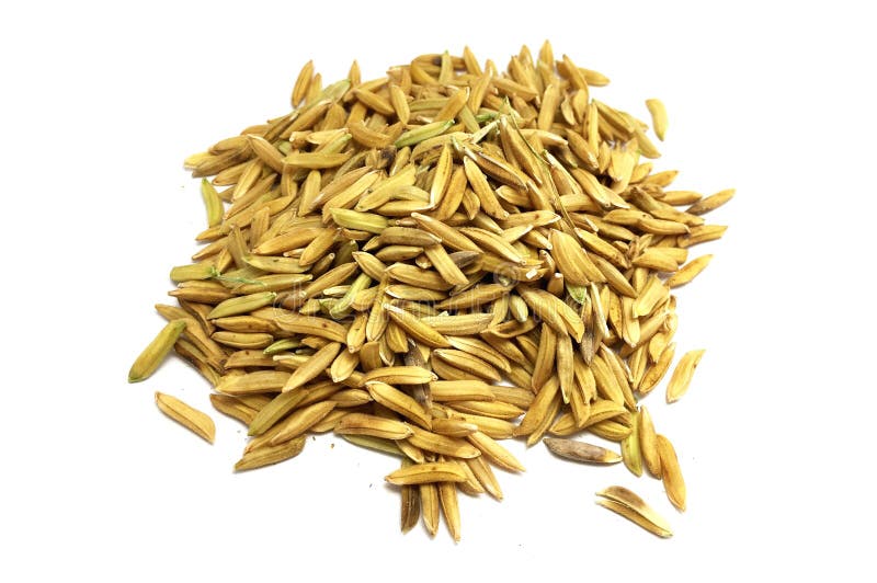Paddy rice husk stock photo. Image of seed, rice, agricultire - 55664612