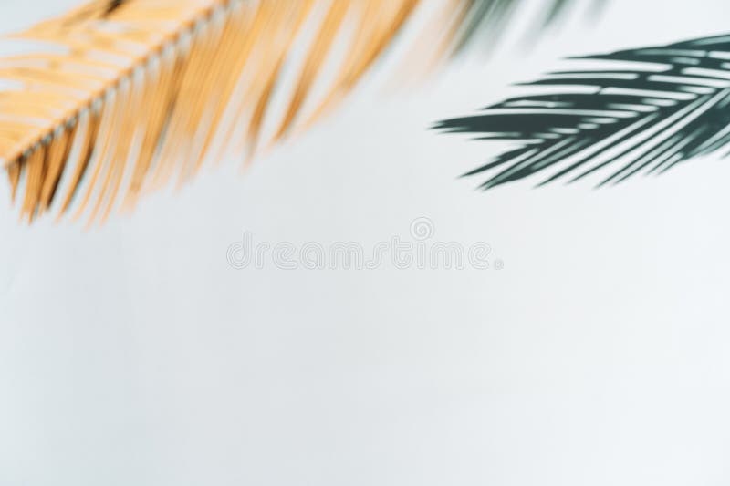 Dry Palm Branch Under Hard Light Against Light Background Stock Image ...