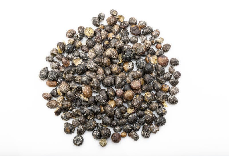 Dry Palm Kernel Fruits Shot in White Background Stock Image - Image of ...