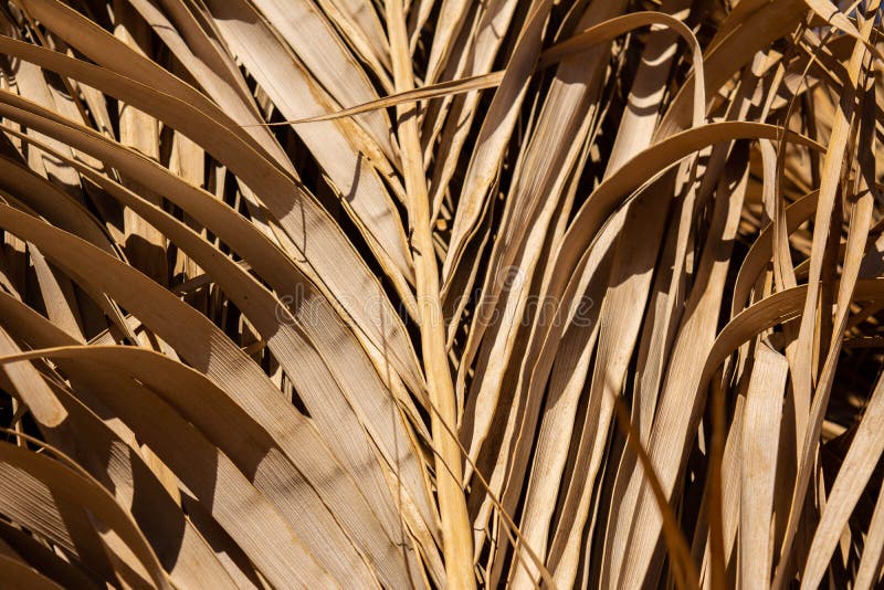 Dry palm leaf stock image. Image of palm, rural, garden - 145151179