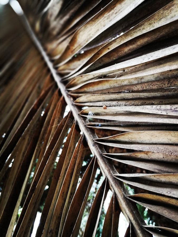 Dry palm leave stock photo. Image of pattern, tropical - 49838072