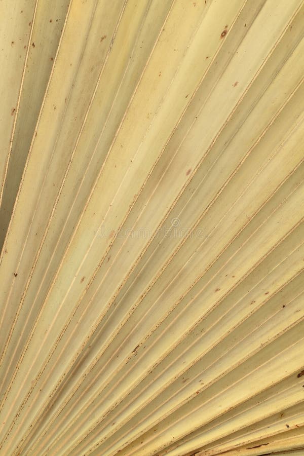 Dry palm leaves texture stock photo. Image of leaf, brown - 30730162