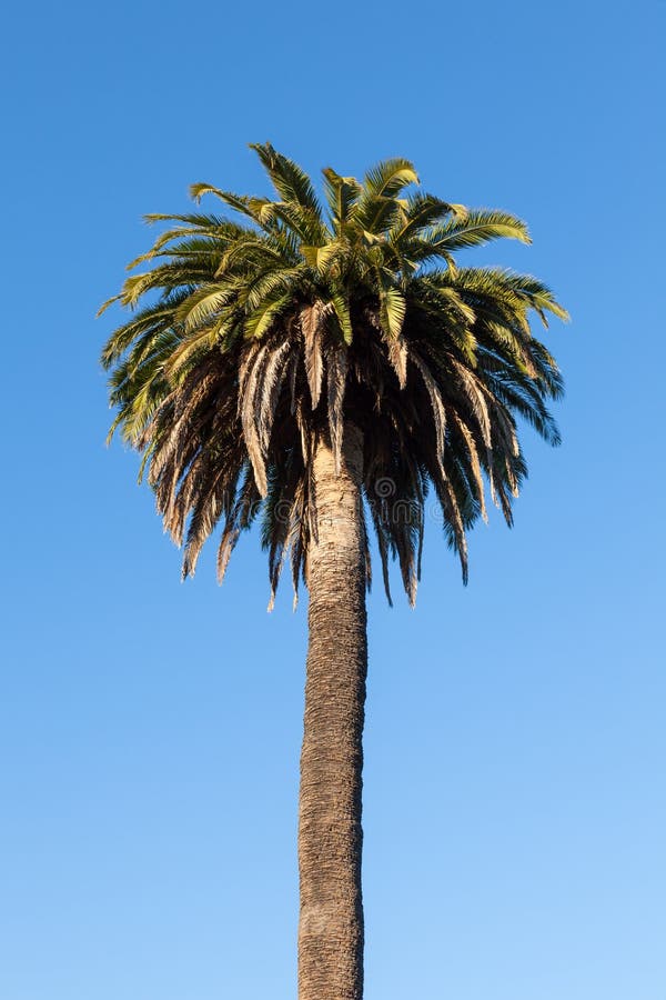 Dry palm tree stock image. Image of subtropical, vintage - 38176513