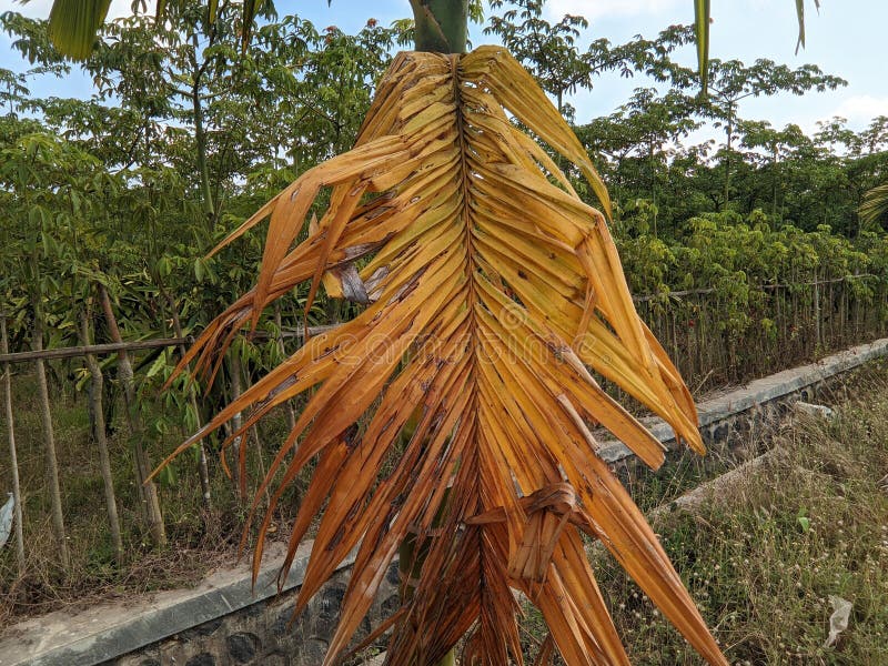 Almost Dry Palm Tree Fronds, Reddish Yellow Still Hanging from the ...