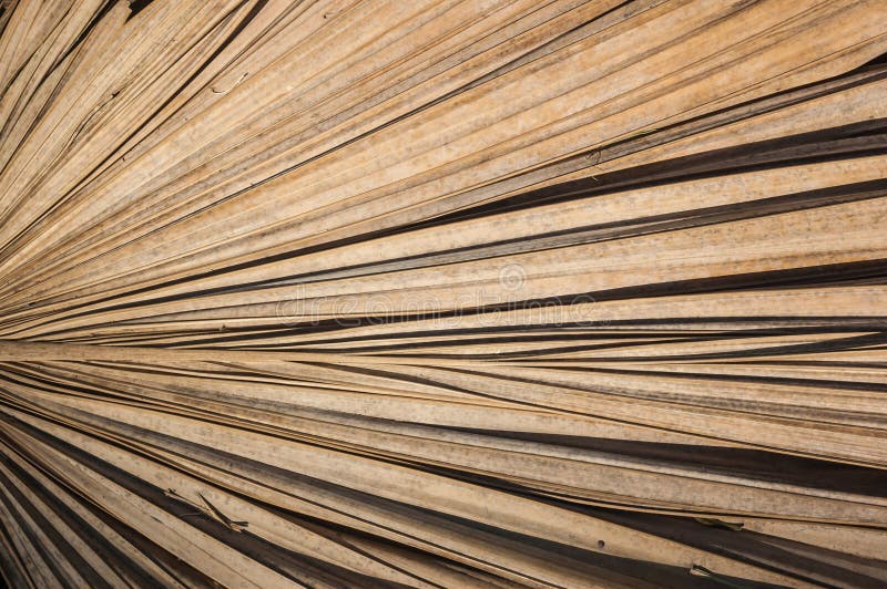 Dry Palmyra Palm Use for Background. Stock Image - Image of detail ...