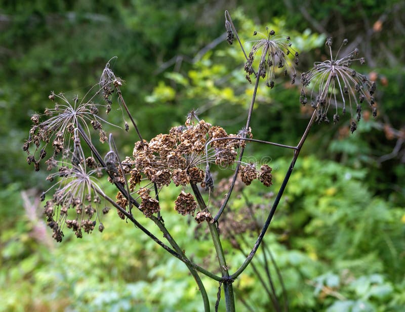 Dry panicle in a forest stock photo. Image of vegetation - 258151566