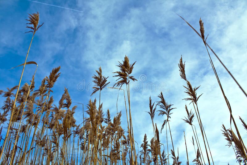Dry panicle reed stock image. Image of plants, reed, clouds - 65176983
