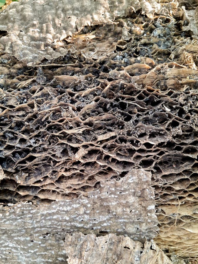 Papaya bark stock image. Image of grow, food, plantation - 30019885