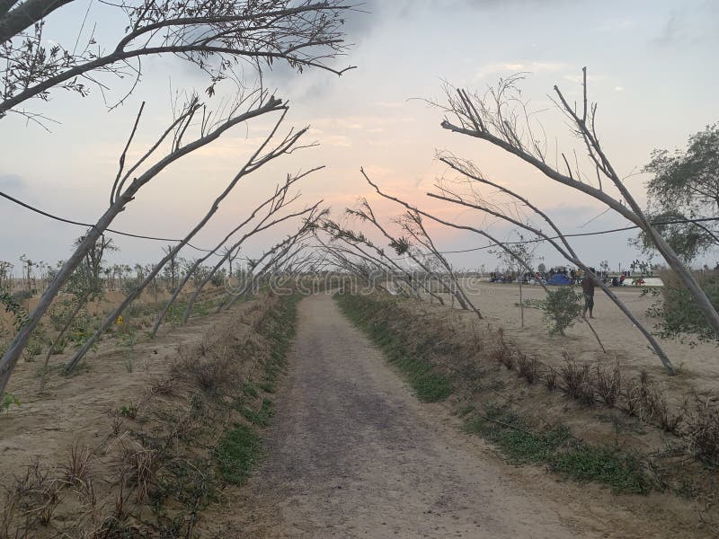 Dry Pathway Trees Covering the Road Stock Photo - Image of success ...