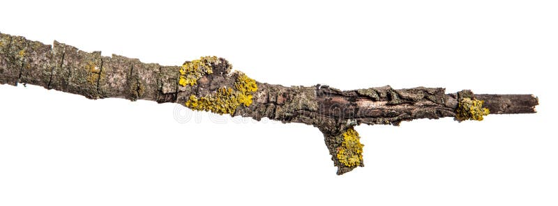 Dry Pear Tree Branch with Cracked Bark. Isolated on White Stock Image ...