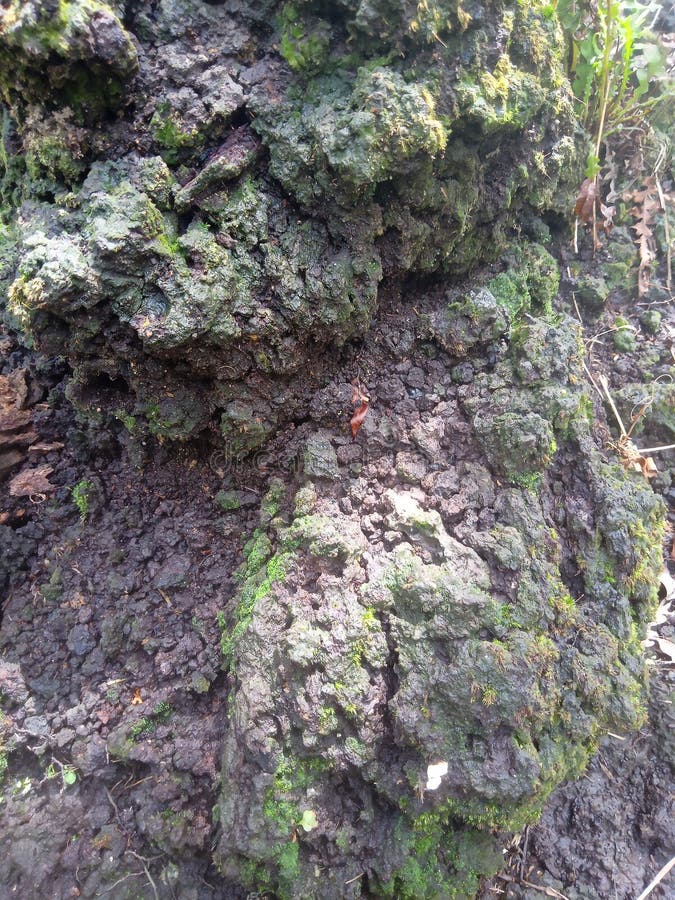Dry Peat Soil Covered with Moss Stock Photo - Image of covered, moss ...