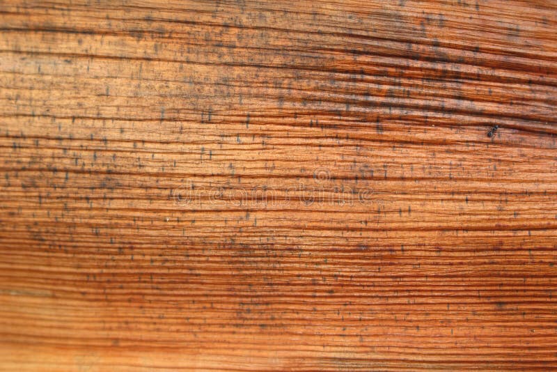 Dry peel from palm tree stock photo. Image of palm, wallpaper - 154456978