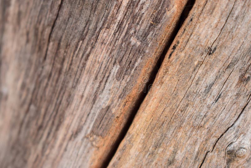 Dry Peeled Tree Bark Texture Background Macro Stock Photography Image ...