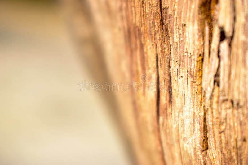 Dry Peeled Tree Bark Texture Background Macro Stock Photography Image ...