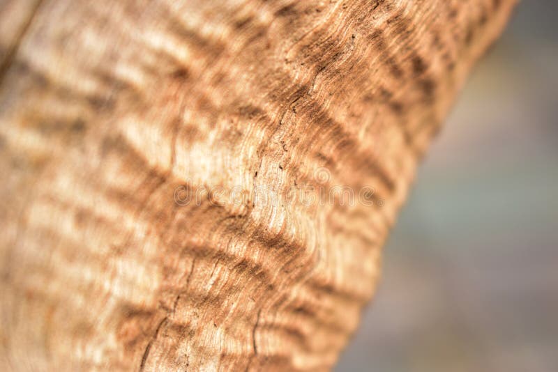 Dry Peeled Tree Bark Texture Background Macro Stock Photography Image ...